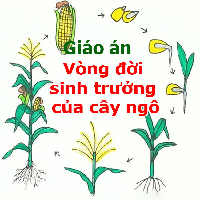 Giáo án: Vòng đời sinh trưởng và phát triển của cây ngô